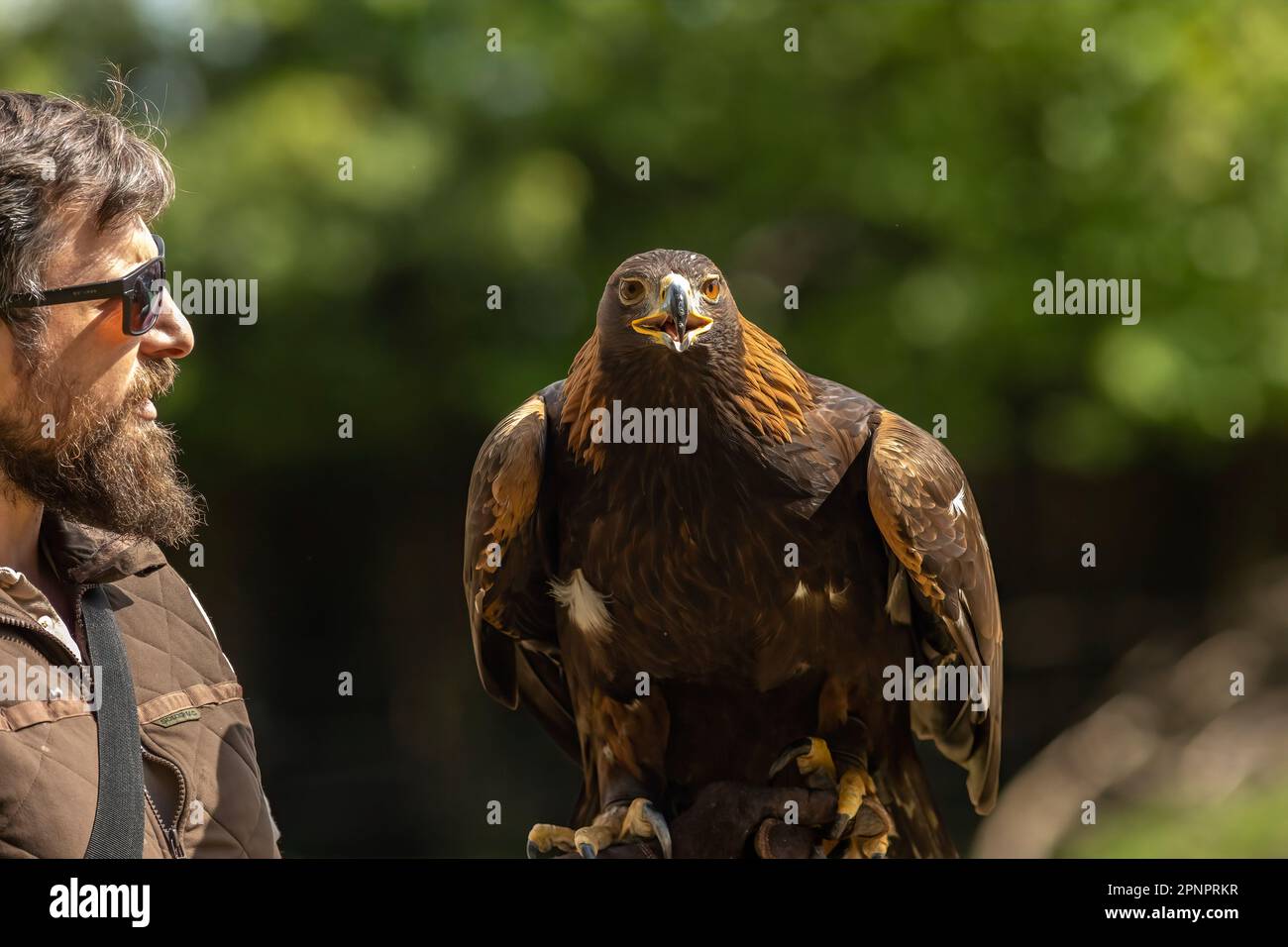 The golden eagle (Aquila chrysaetos) is a bird of prey living in the ...