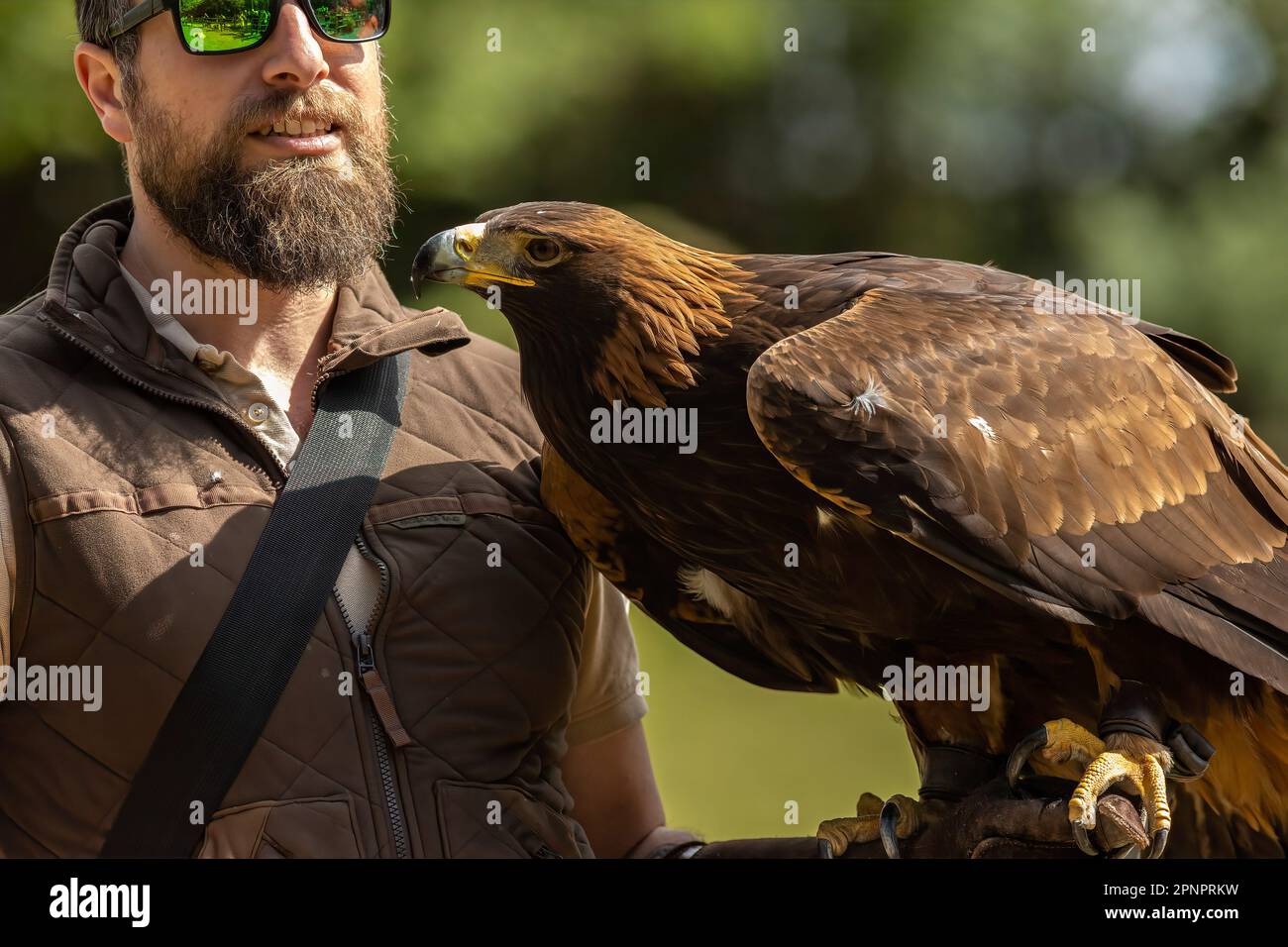 The golden eagle (Aquila chrysaetos) is a bird of prey living in the ...