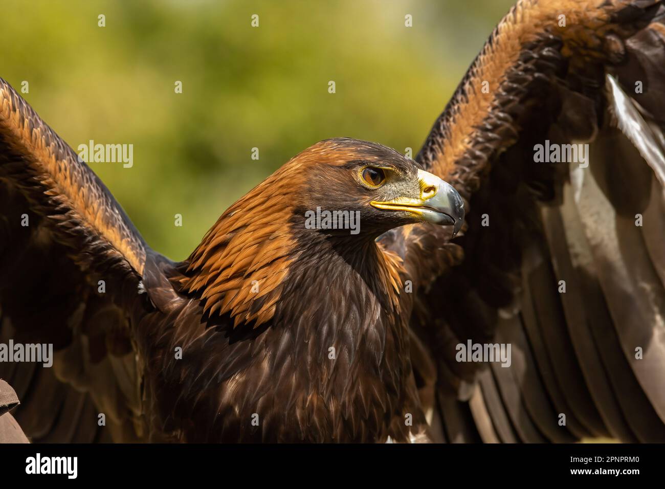 The golden eagle (Aquila chrysaetos) is a bird of prey living in the ...