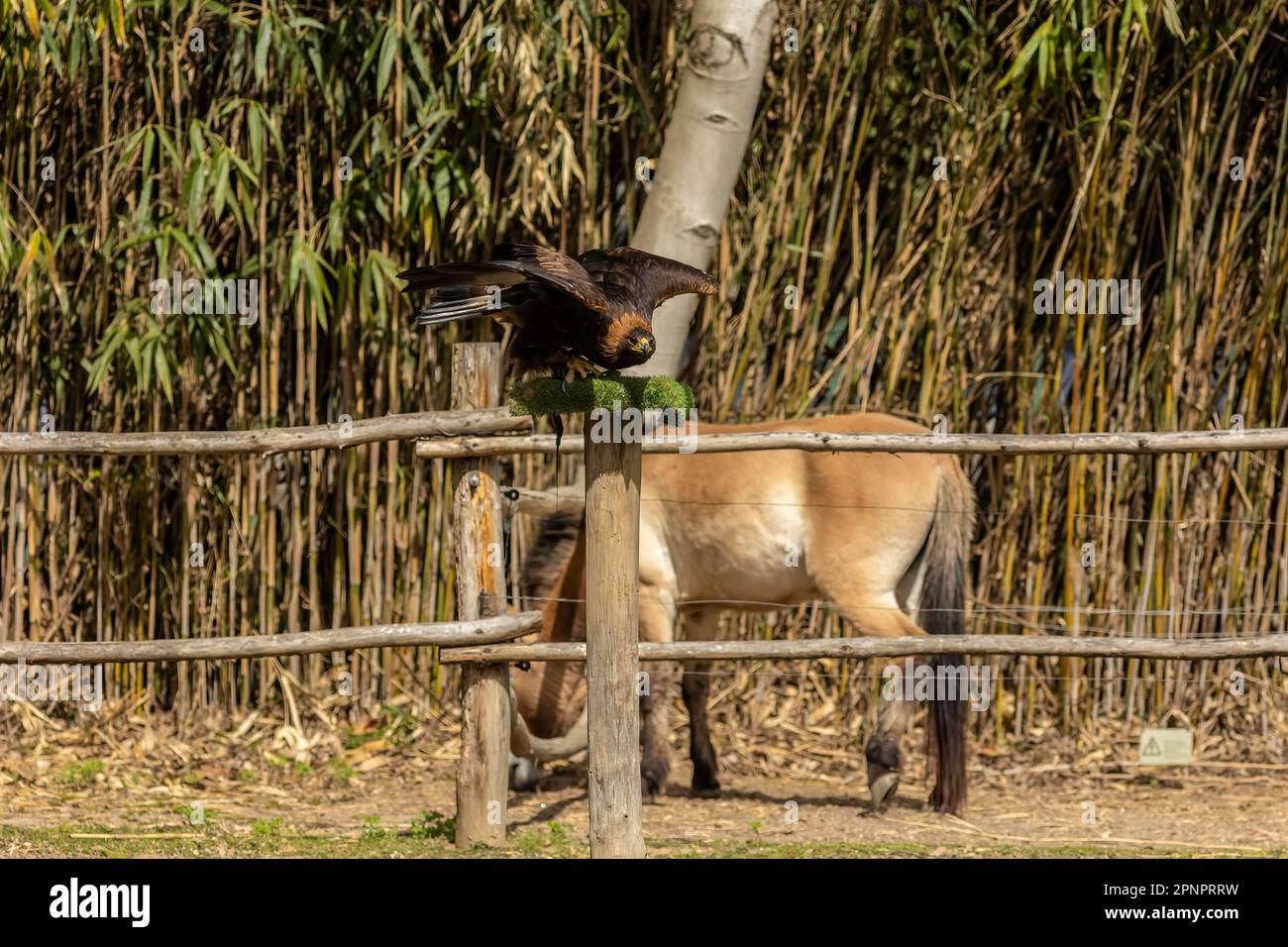 The golden eagle (Aquila chrysaetos) is a bird of prey living in the ...