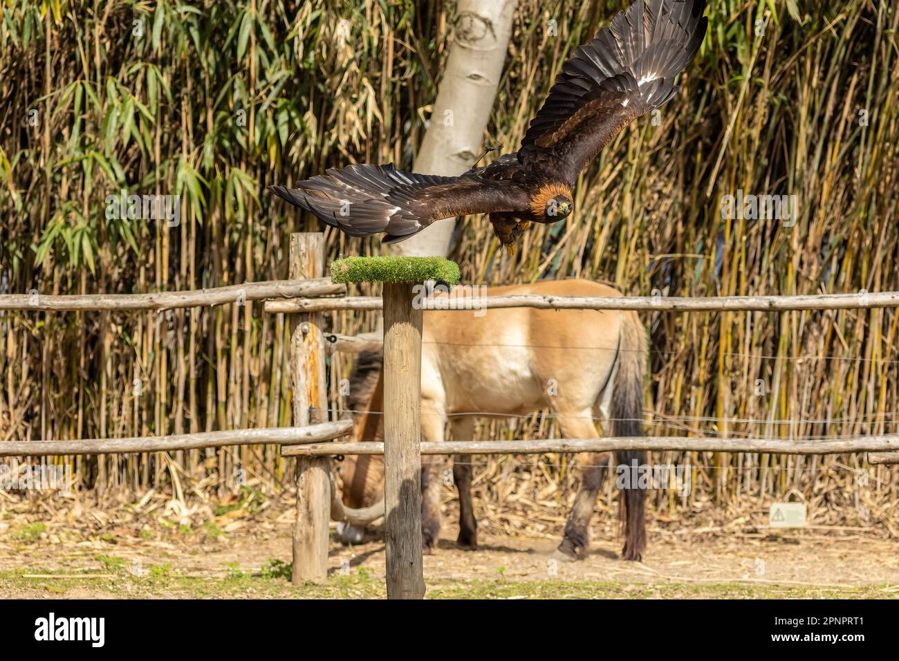 The golden eagle (Aquila chrysaetos) is a bird of prey living in the ...
