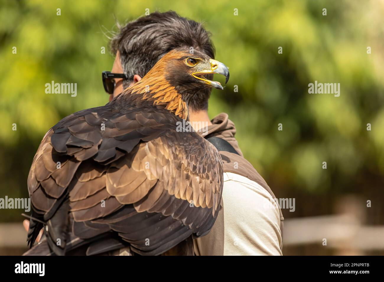 The golden eagle (Aquila chrysaetos) is a bird of prey living in the ...
