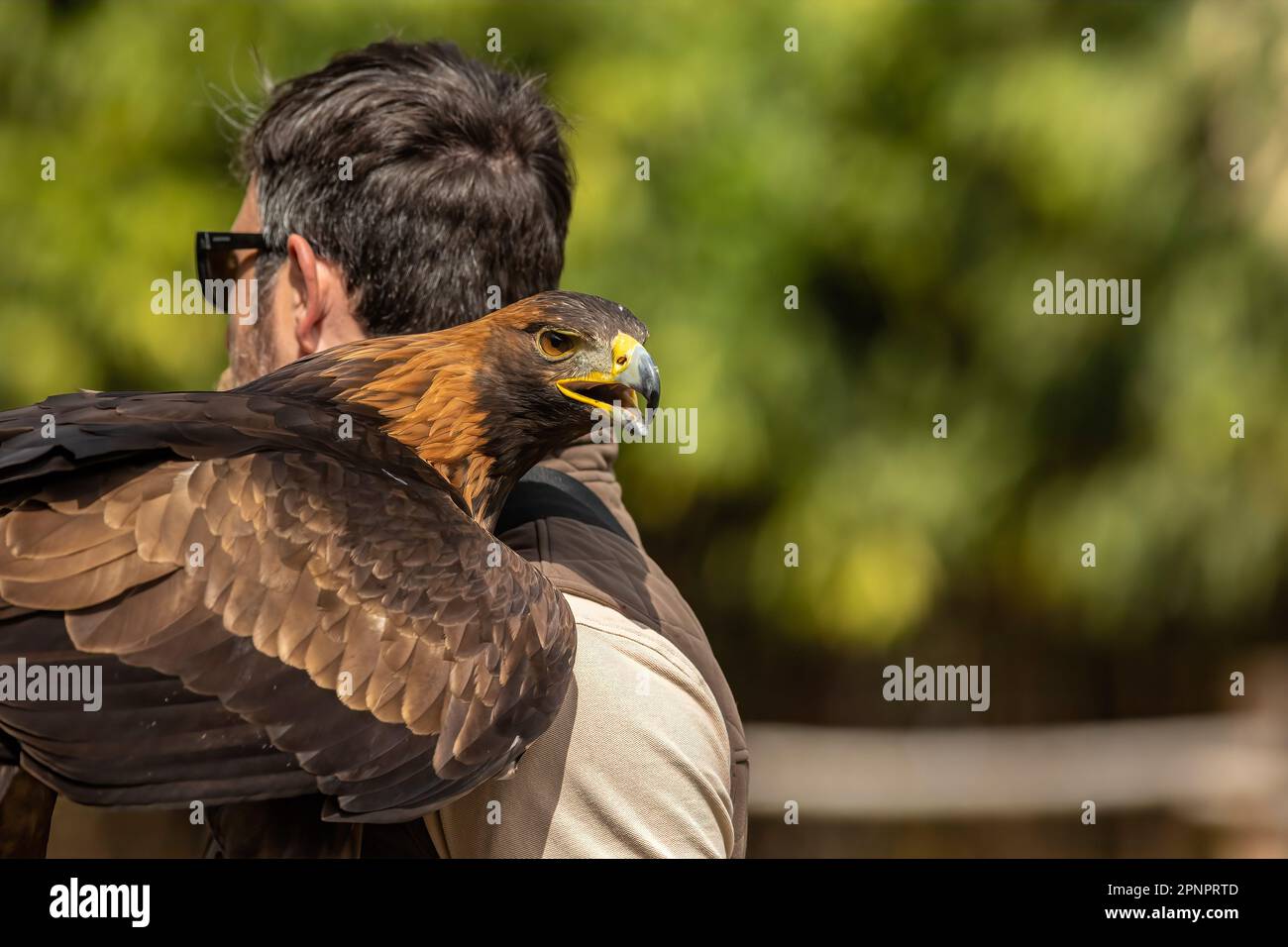 The golden eagle (Aquila chrysaetos) is a bird of prey living in the ...