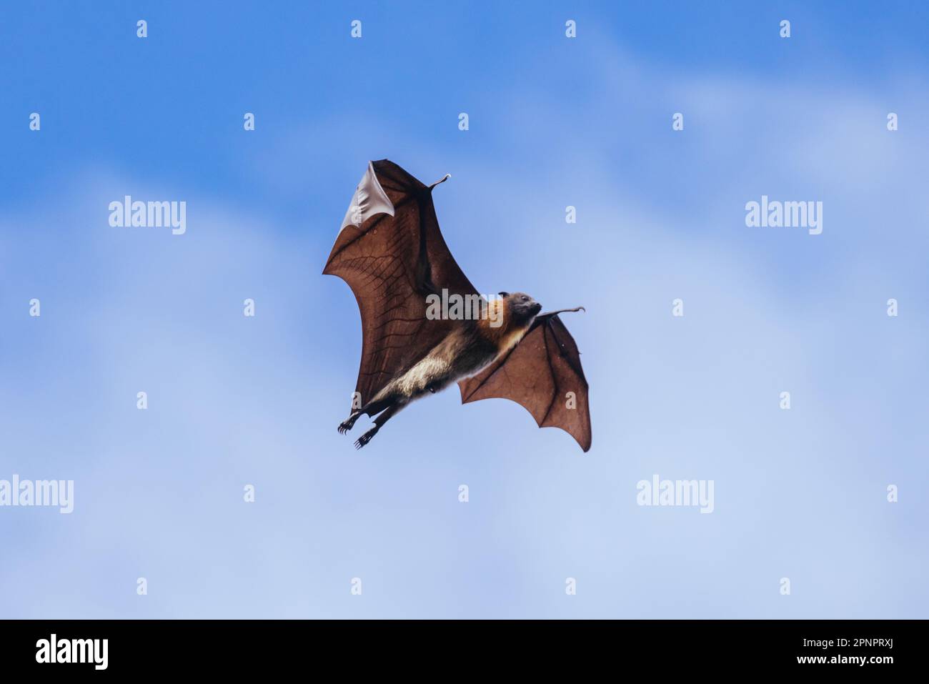 Flying Fox in Australia Stock Photo - Alamy