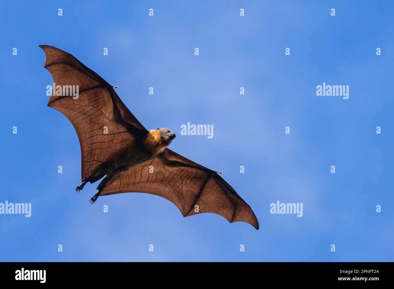 Flying Fox in Australia Stock Photo - Alamy