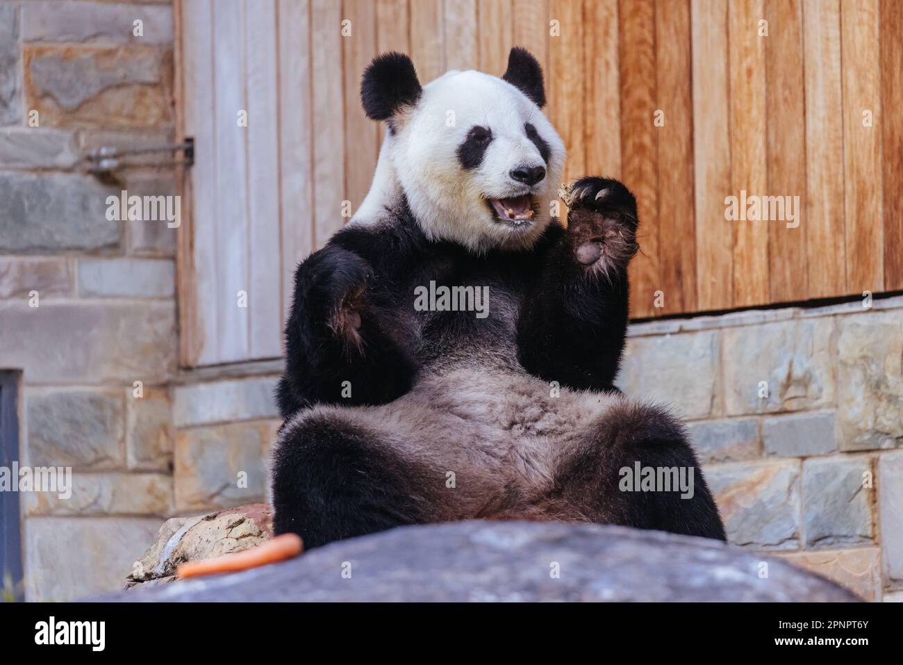 Giant Panda in Australia Stock Photo - Alamy
