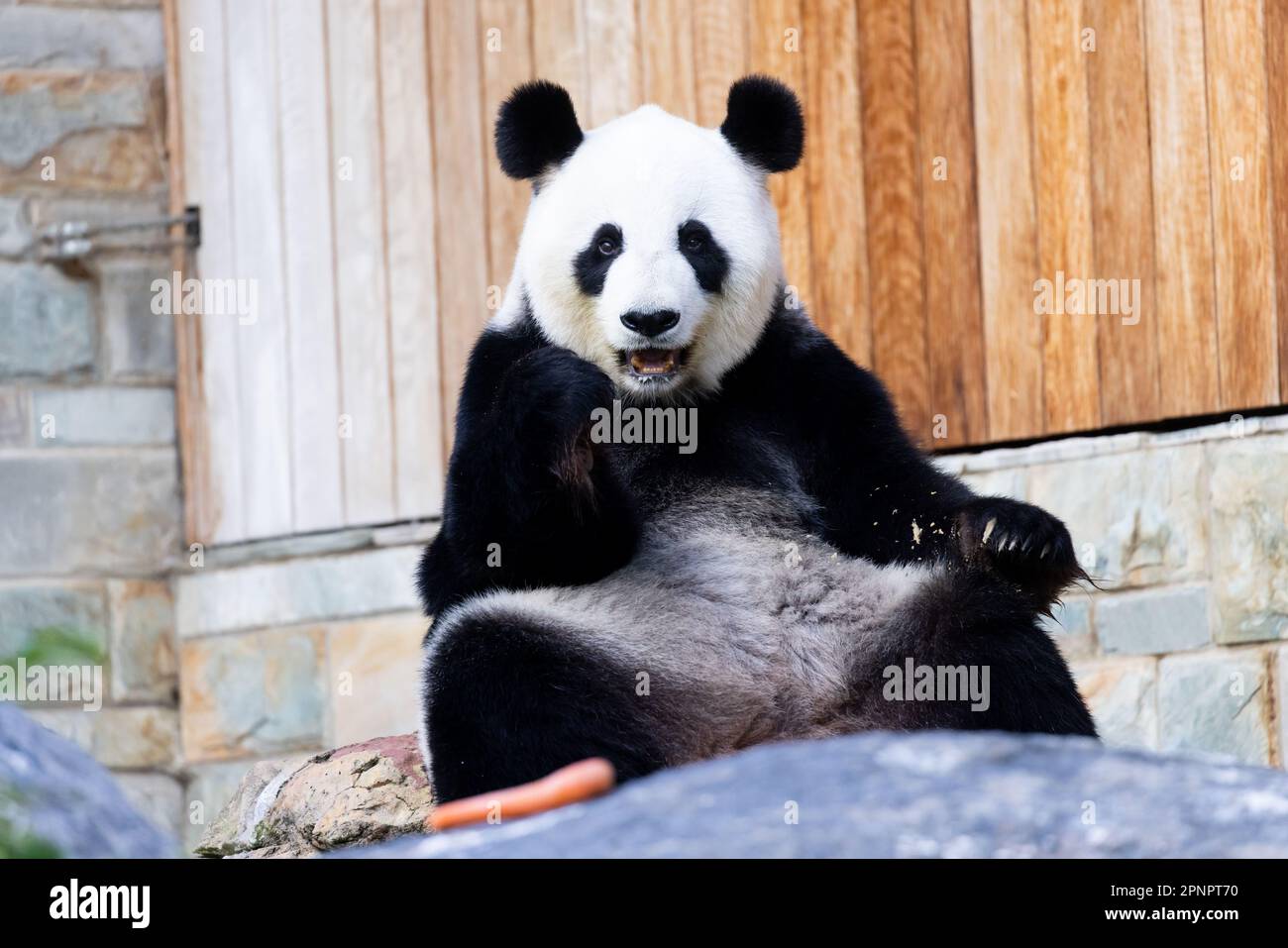Giant Panda in Australia Stock Photo - Alamy