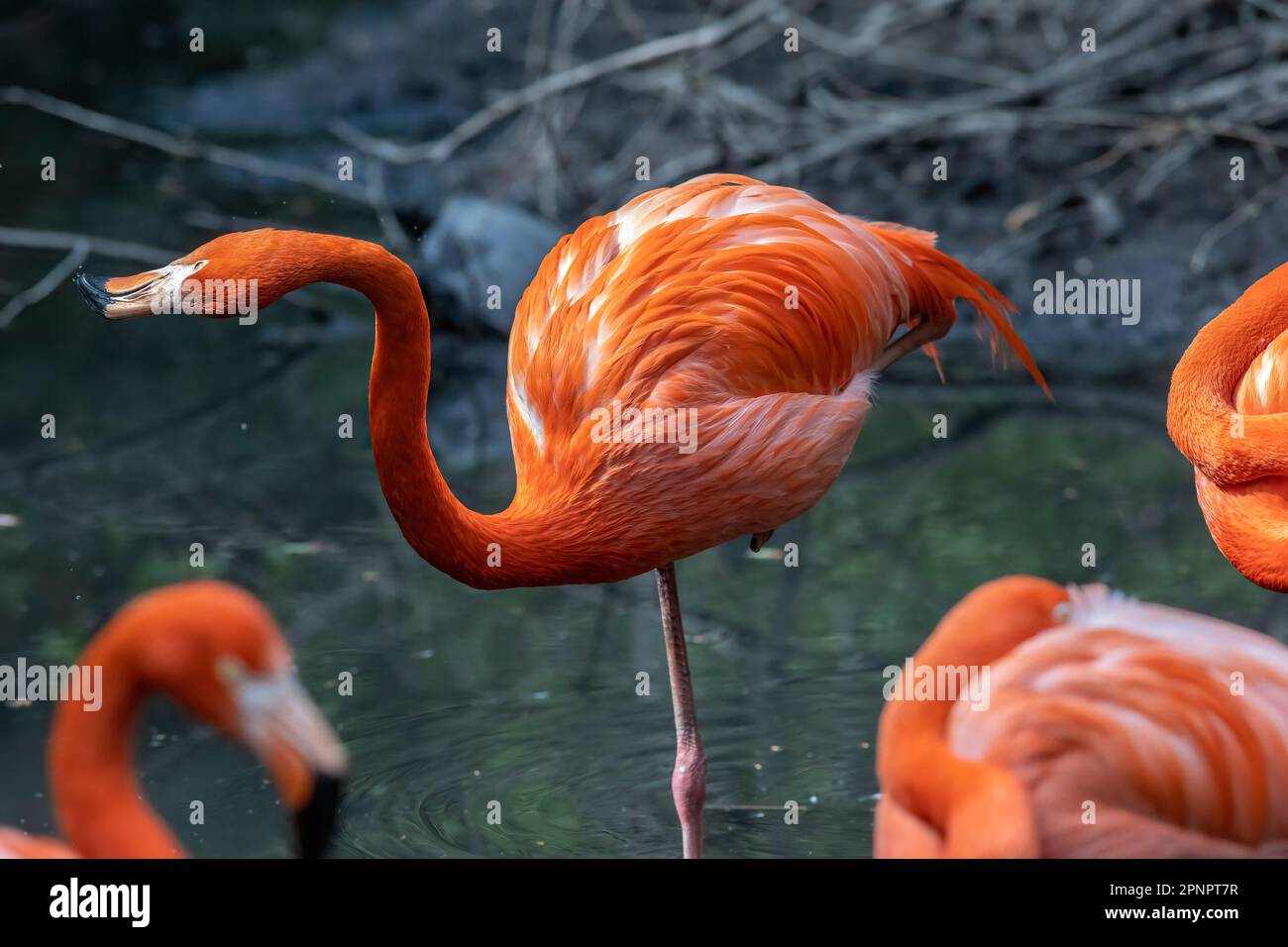 Flamingos or flamingoes are a type of wading bird in the family ...