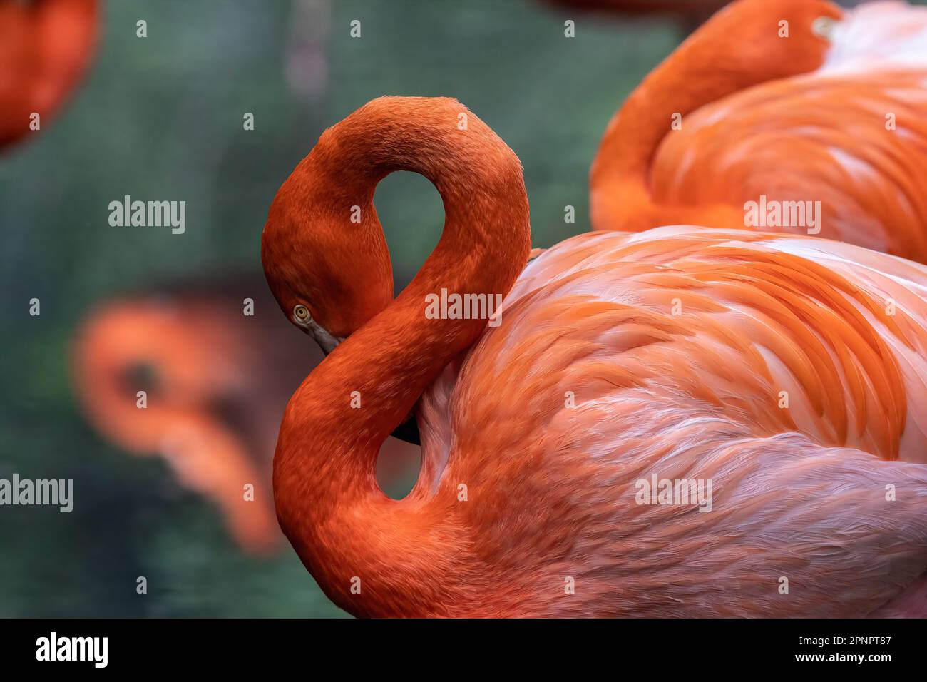 Flamingos or flamingoes are a type of wading bird in the family ...