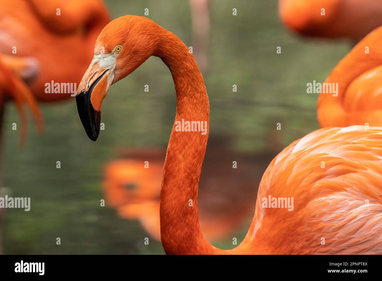 Flamingos or flamingoes are a type of wading bird in the family ...
