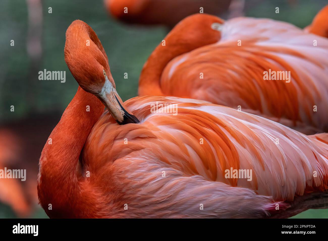 Phoenicopteriformes order hi-res stock photography and images - Alamy