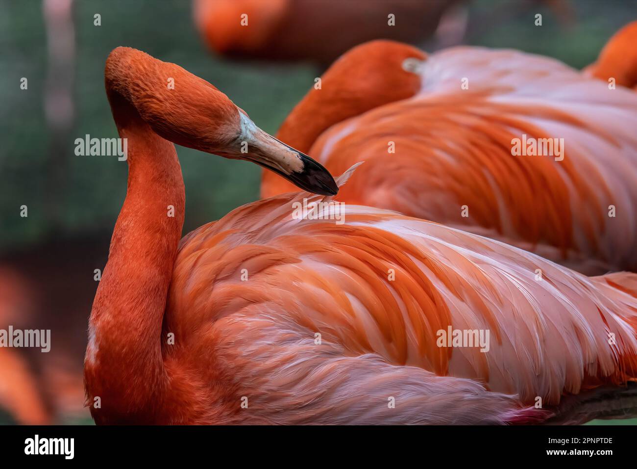 Flamingos or flamingoes are a type of wading bird in the family ...
