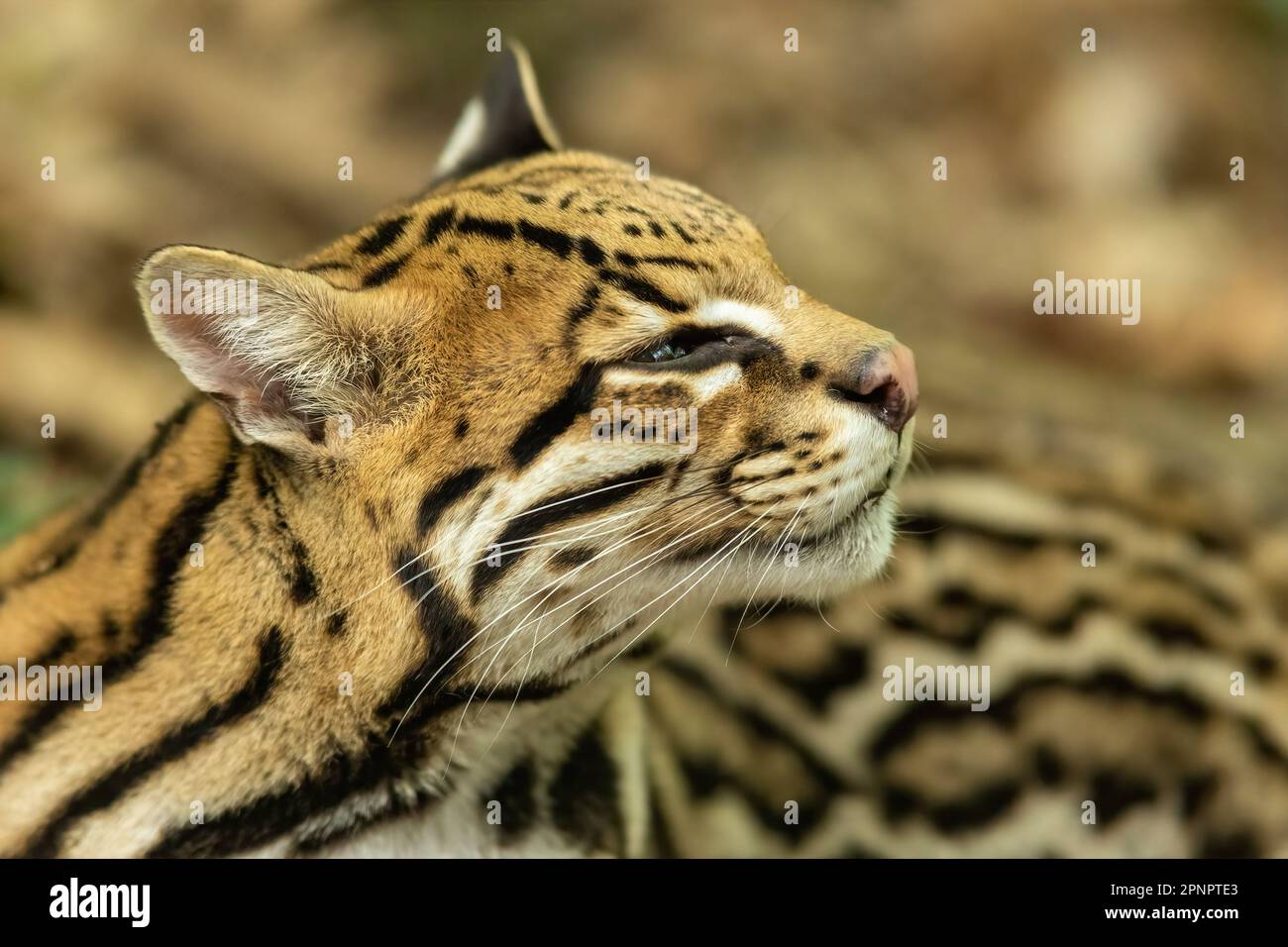 Ocelot close up face portrait hi-res stock photography and images - Alamy