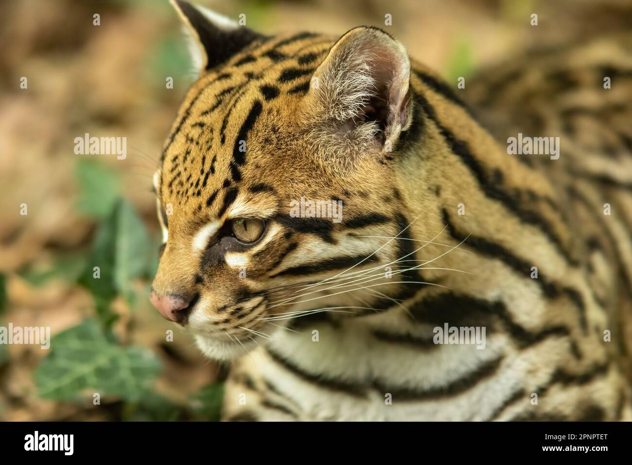 Ocelot close up face portrait hi-res stock photography and images - Alamy