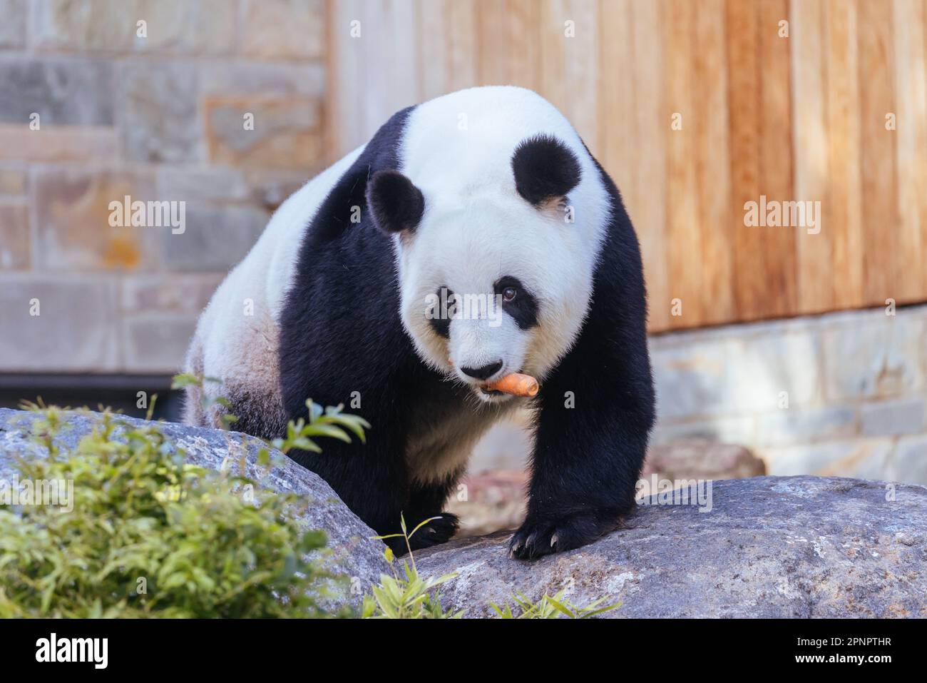 Giant Panda in Australia Stock Photo - Alamy