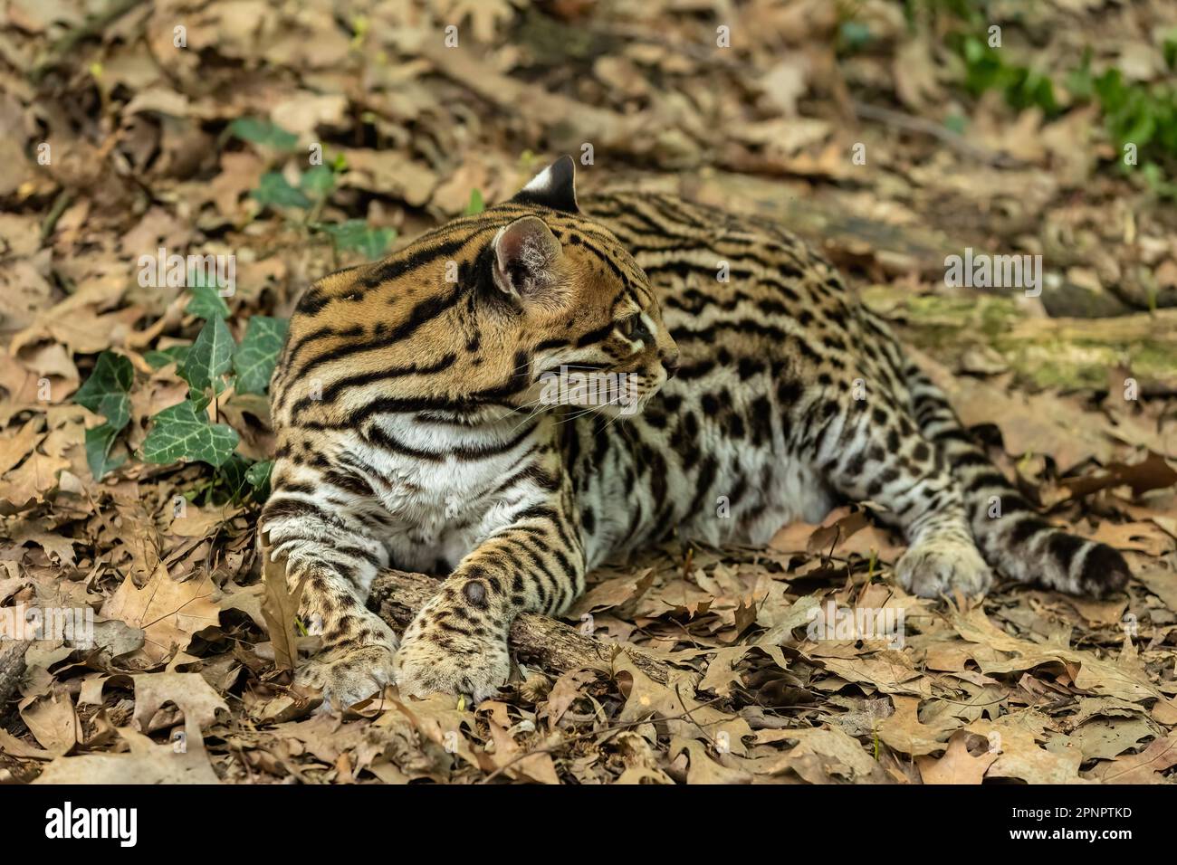 Ocelot close up face portrait hi-res stock photography and images - Alamy