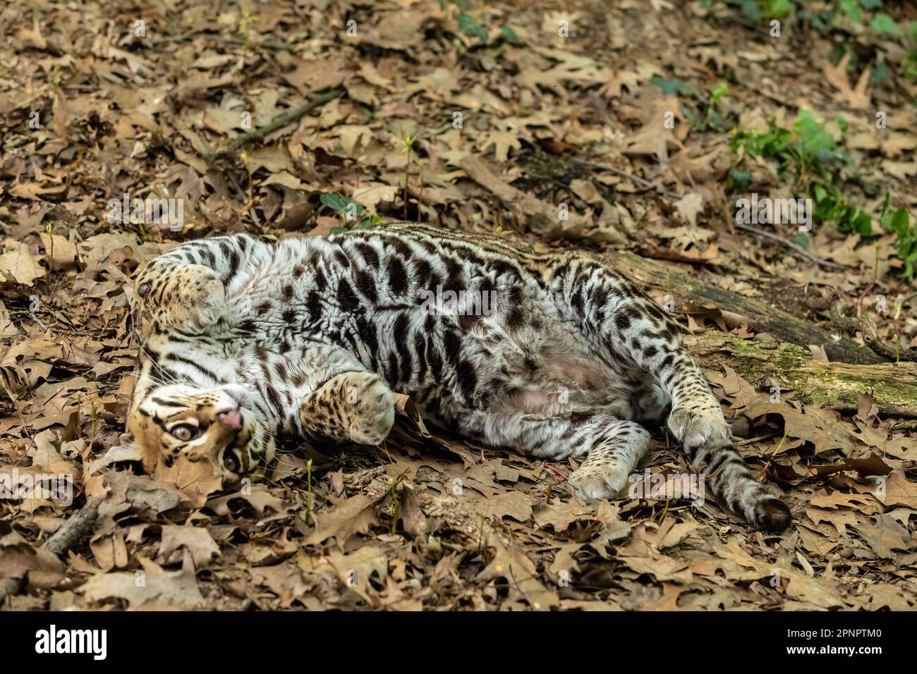 The ocelot (Leopardus pardalis) is a medium-sized spotted wild cat that ...