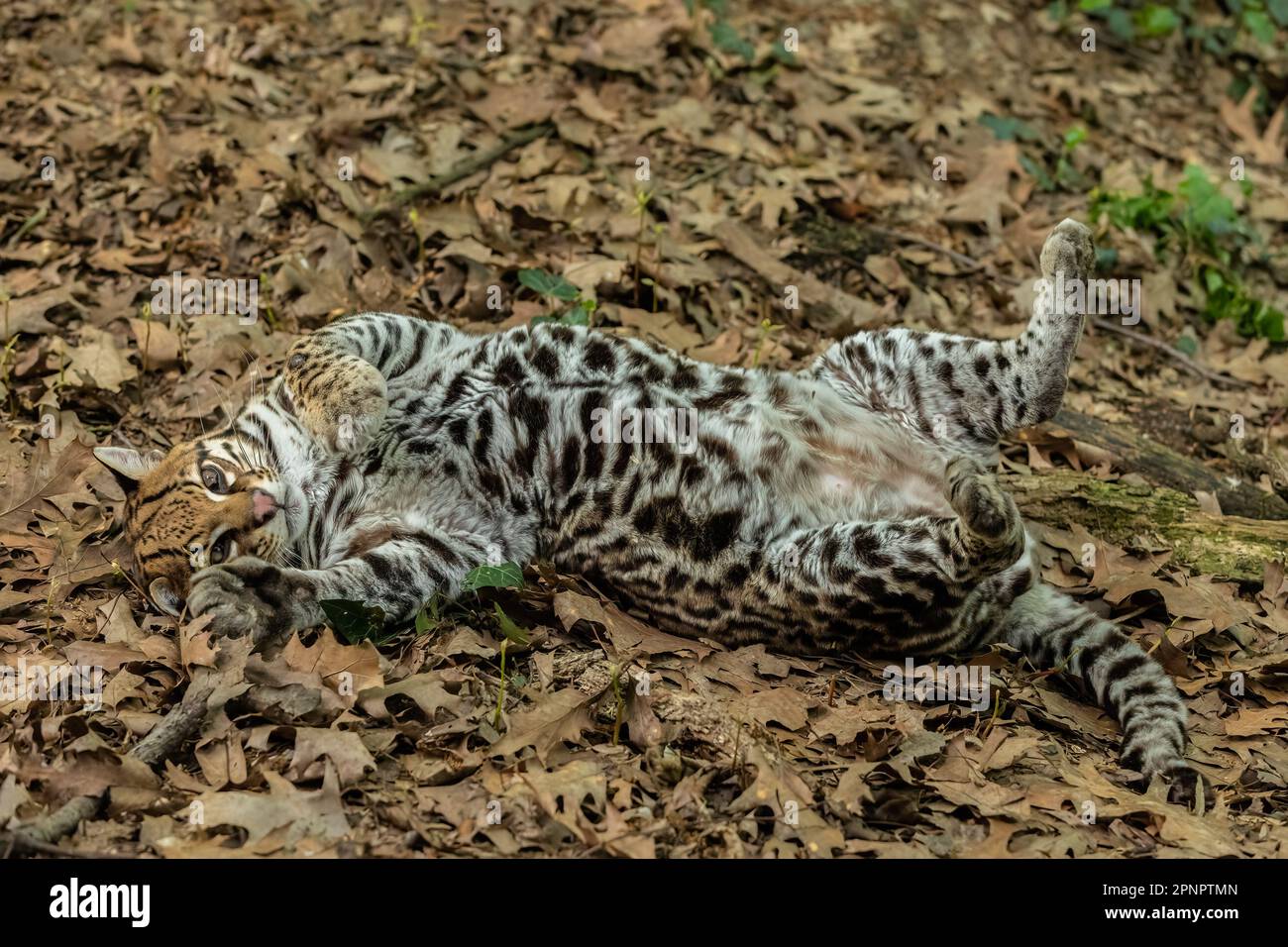 The ocelot (Leopardus pardalis) is a medium-sized spotted wild cat that ...