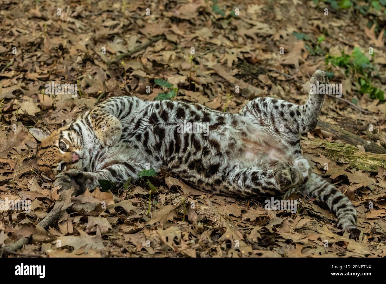 Ocelot close up face portrait hi-res stock photography and images - Alamy