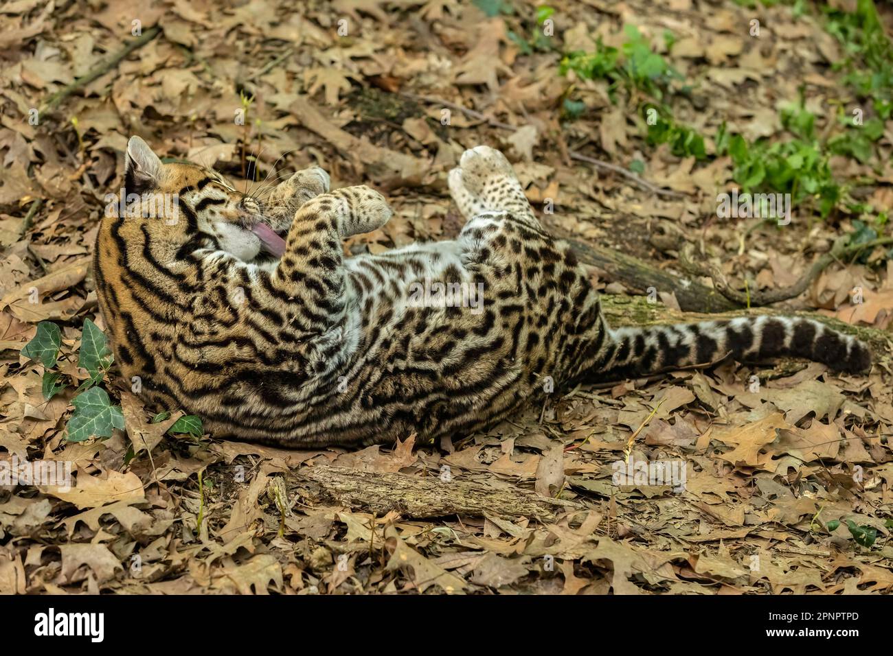 Ocelot close up face portrait hi-res stock photography and images - Alamy