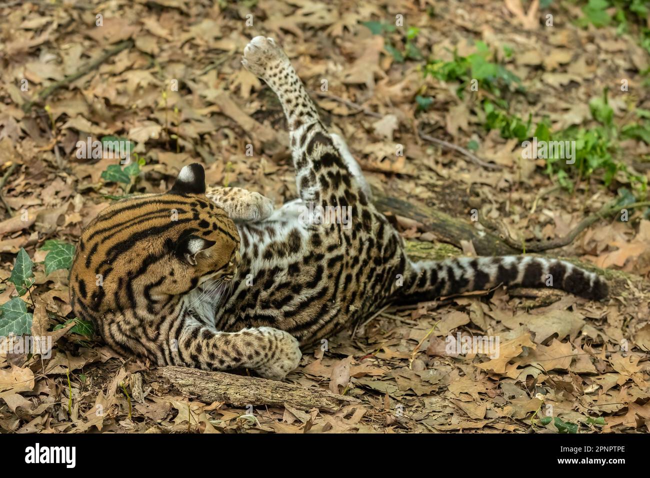 Ocelot close up face portrait hi-res stock photography and images - Alamy