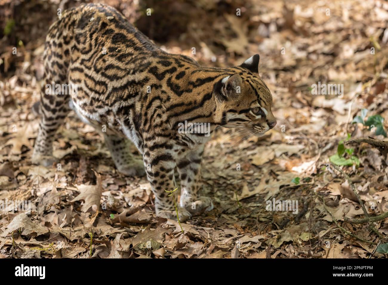 Ocelot close up face portrait hi-res stock photography and images - Alamy