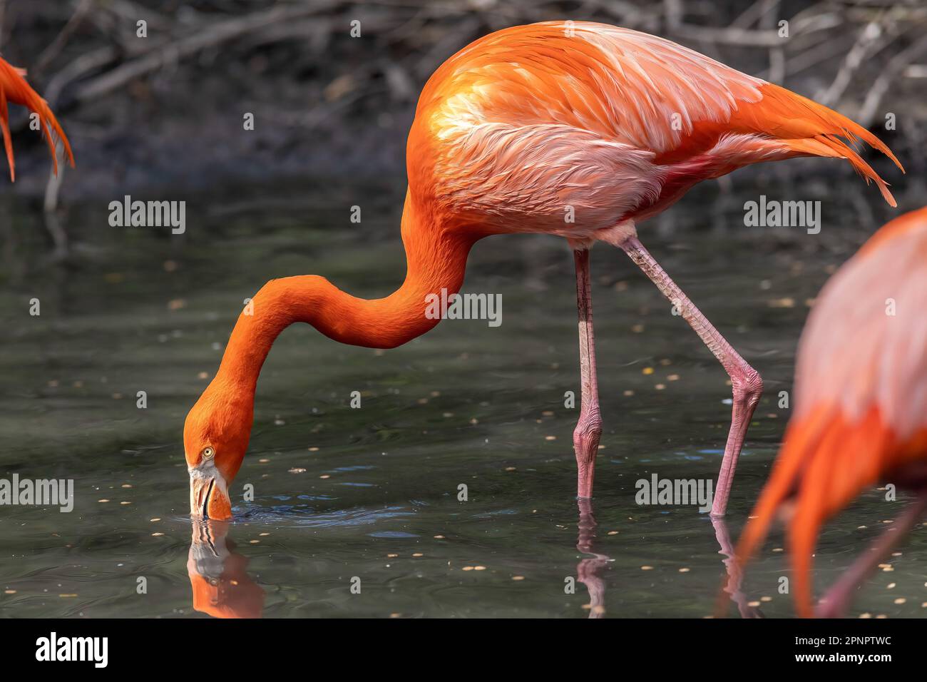 Flamingos or flamingoes are a type of wading bird in the family ...