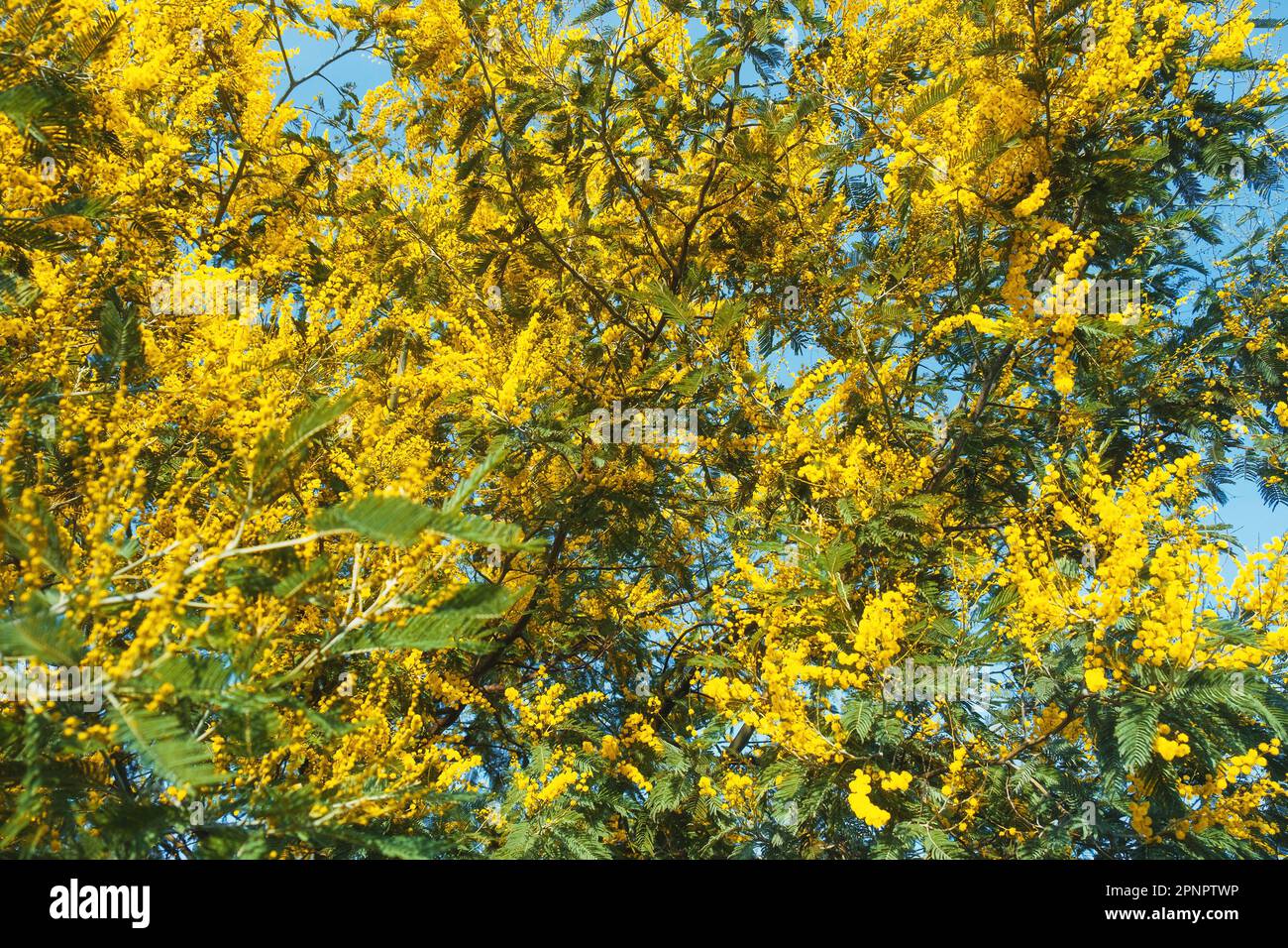 Acacia dealbata flowers hi-res stock photography and images - Alamy