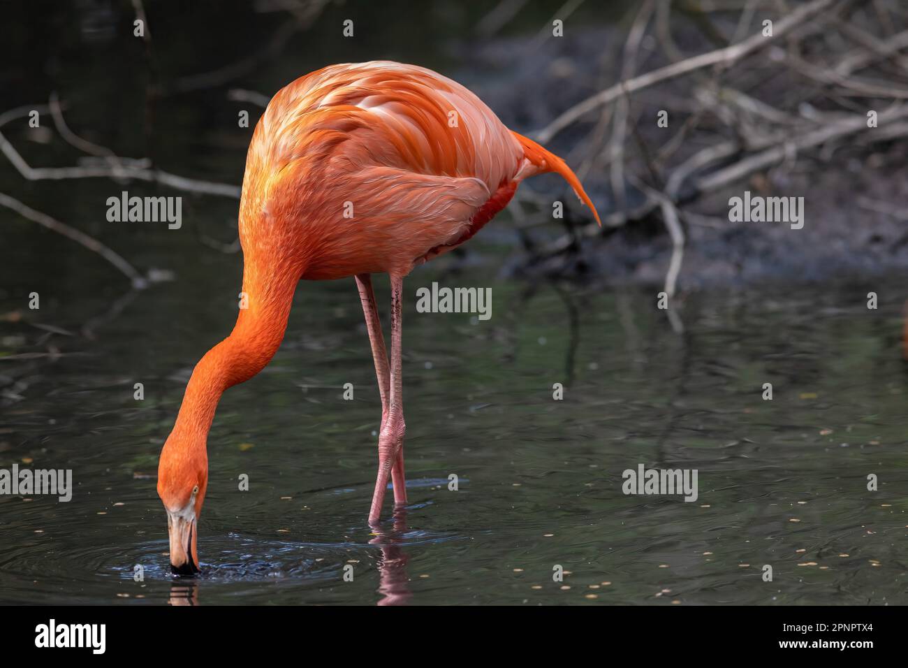 Flamingos or flamingoes are a type of wading bird in the family ...