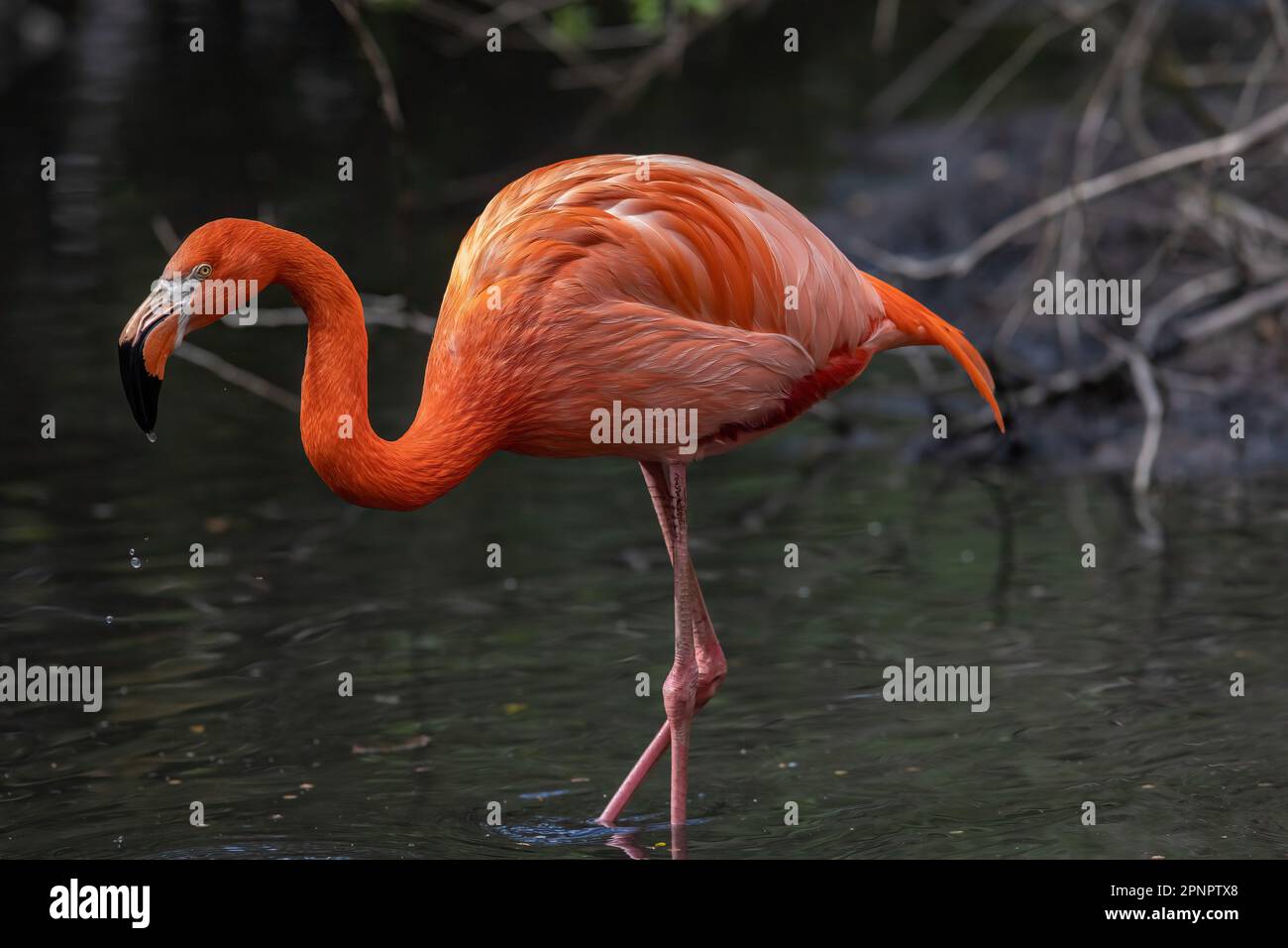 Flamingos or flamingoes are a type of wading bird in the family ...