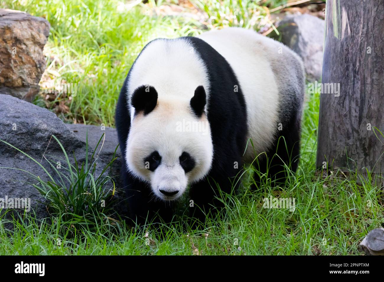 Giant Panda in Australia Stock Photo - Alamy
