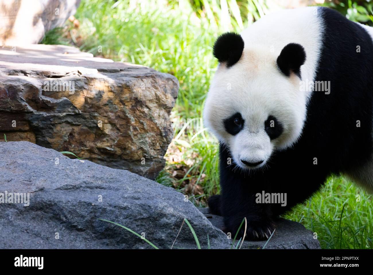 Giant Panda in Australia Stock Photo - Alamy