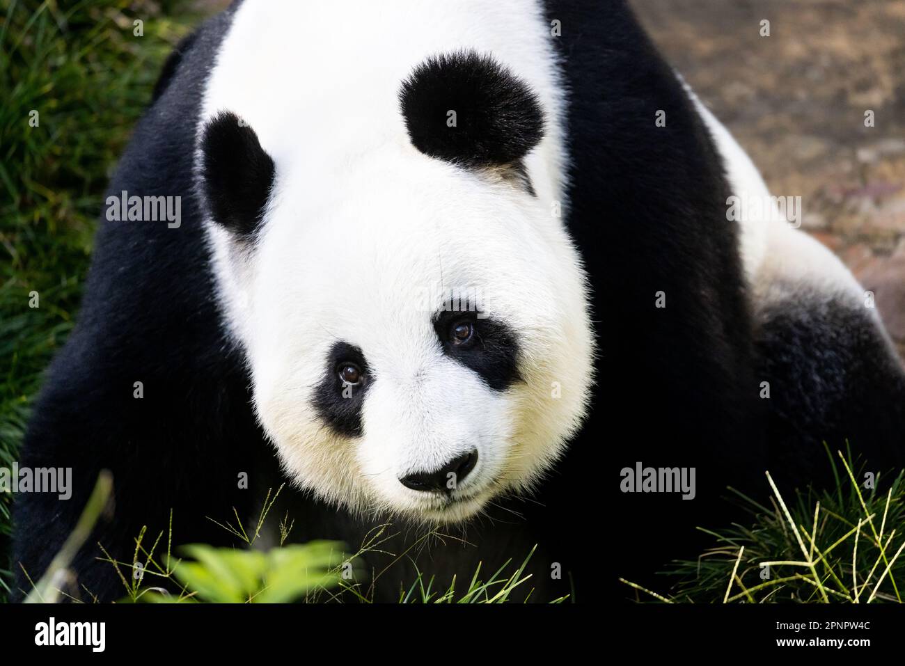 Giant Panda in Australia Stock Photo - Alamy
