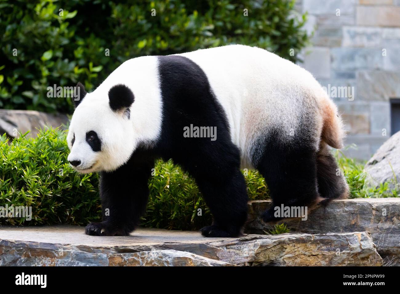 Giant Panda in Australia Stock Photo - Alamy