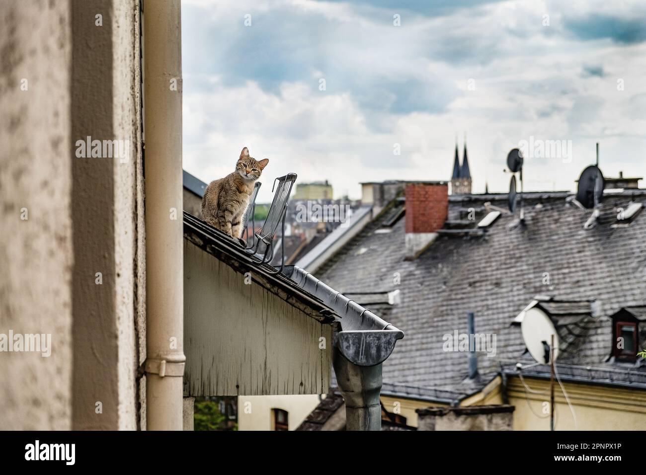 Cat on a roof with buildings in the background Stock Photo - Alamy