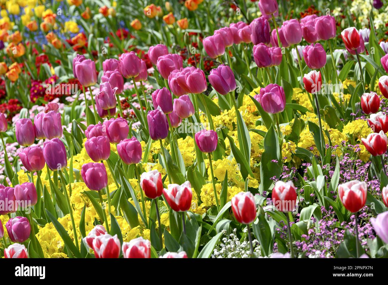 London, England, UK. Spring flowers in St James's Park. Tulips and ...