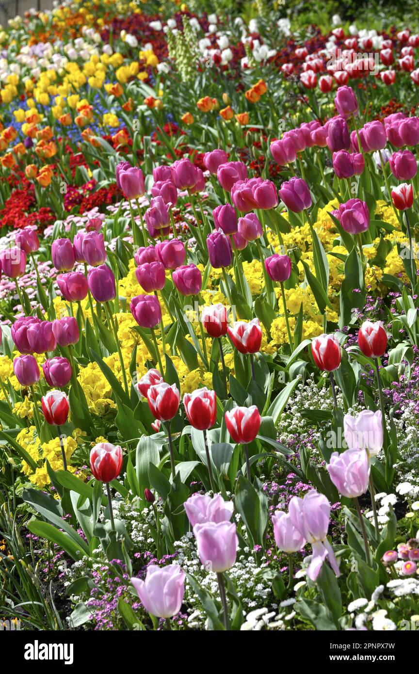 London, England, UK. Spring flowers in St James's Park. Tulips and ...