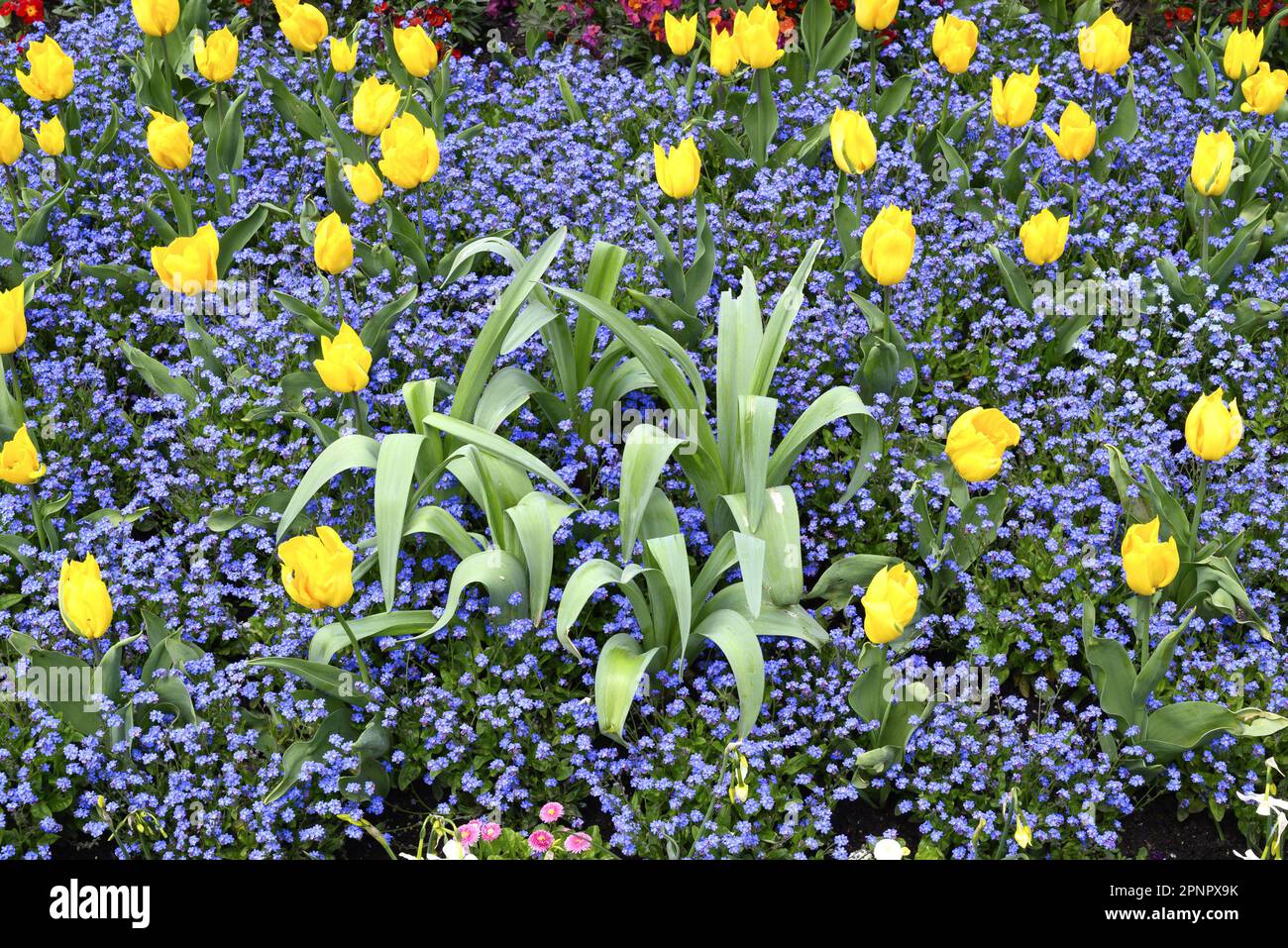 London, England, UK. Spring flowers in St James's Park. Tulips and ...