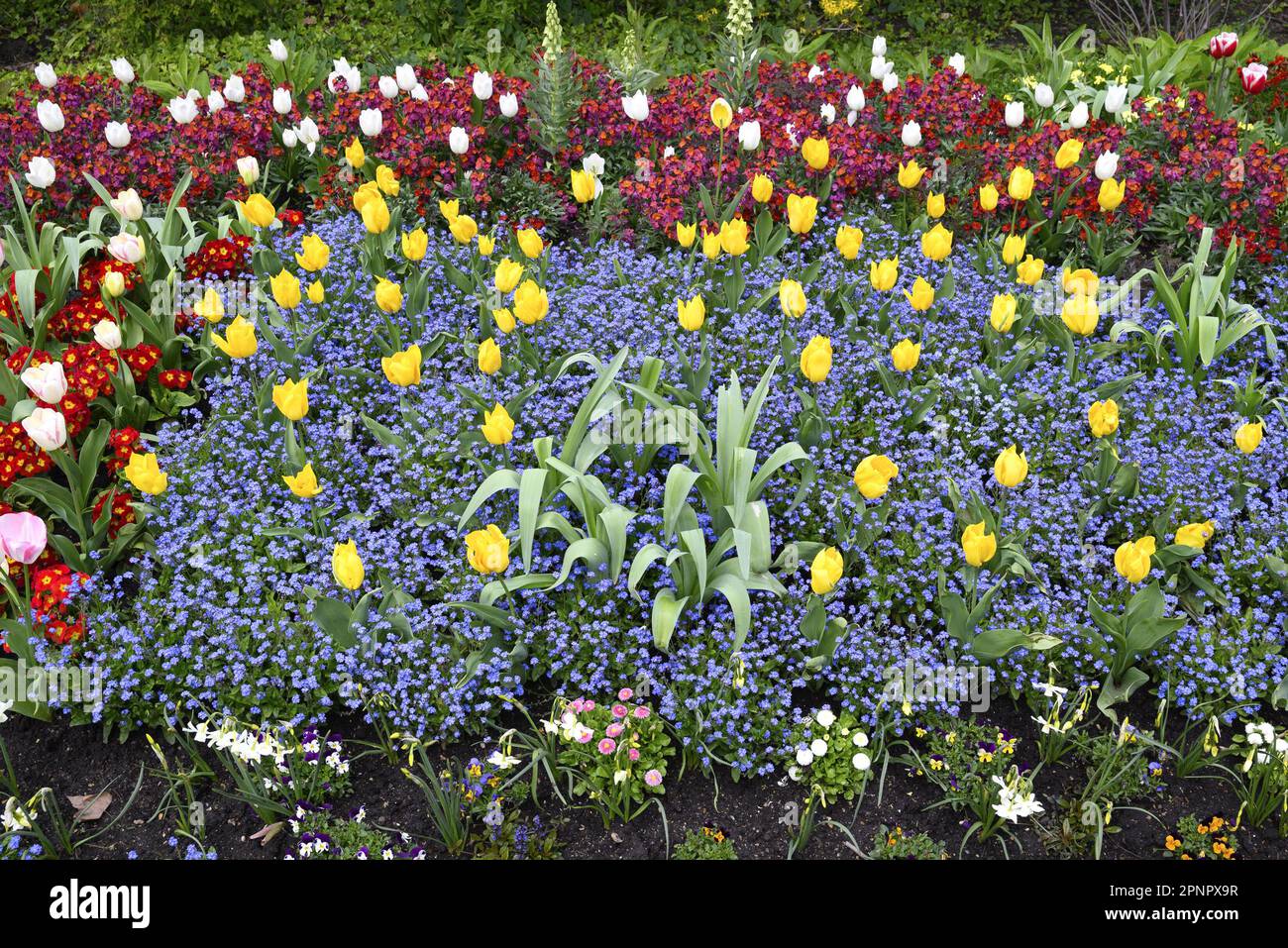 London, England, UK. Spring flowers in St James's Park. Tulips and ...