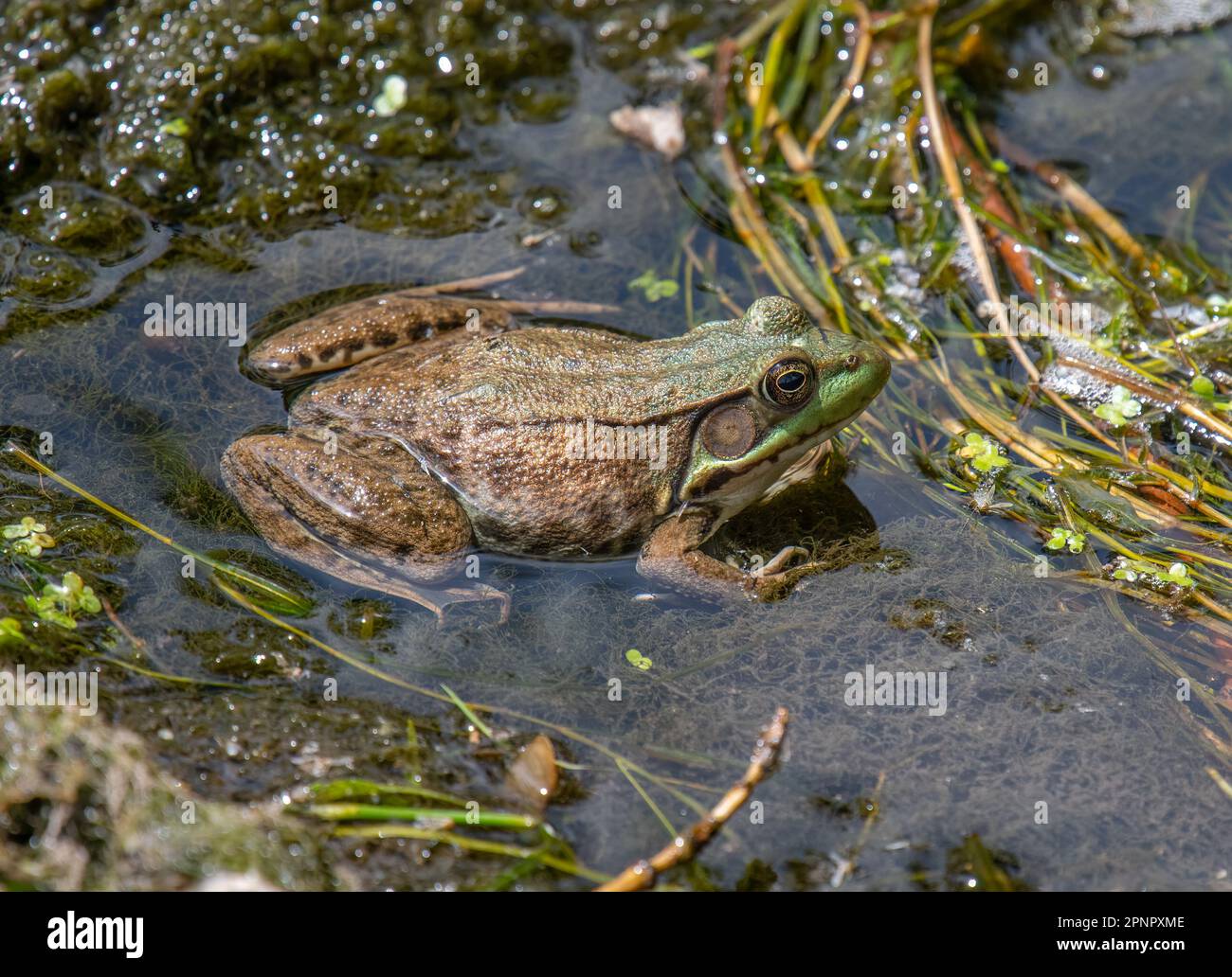 A large Green Frog resting on thick aquatic vegetation in a Wisconsin ...