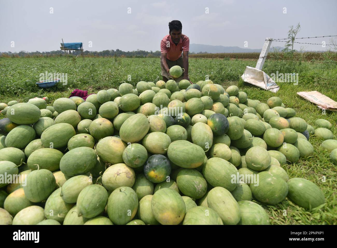 Morigaon. 20th Apr, 2023. A farmer collects watermelons during harvest ...