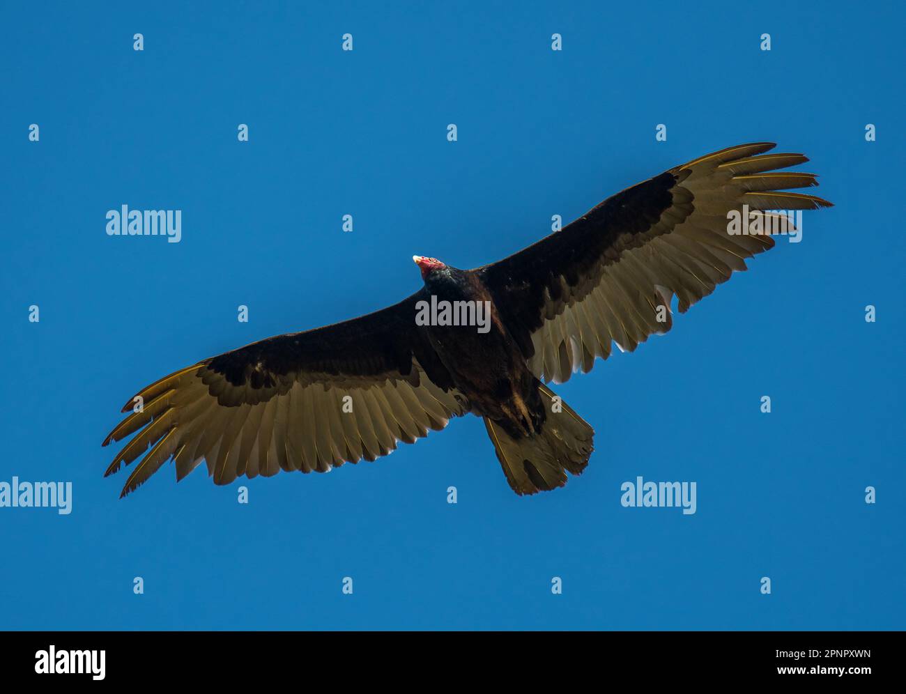 Mighty wing hi-res stock photography and images - Alamy