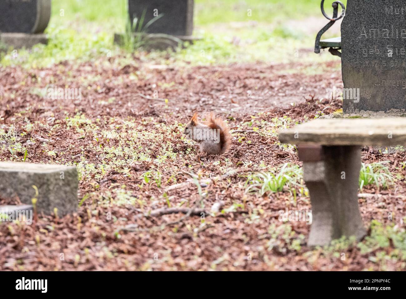 Red squirrel (Sciurus vulgaris) in the Friedhof Alter ( old cemetery ...