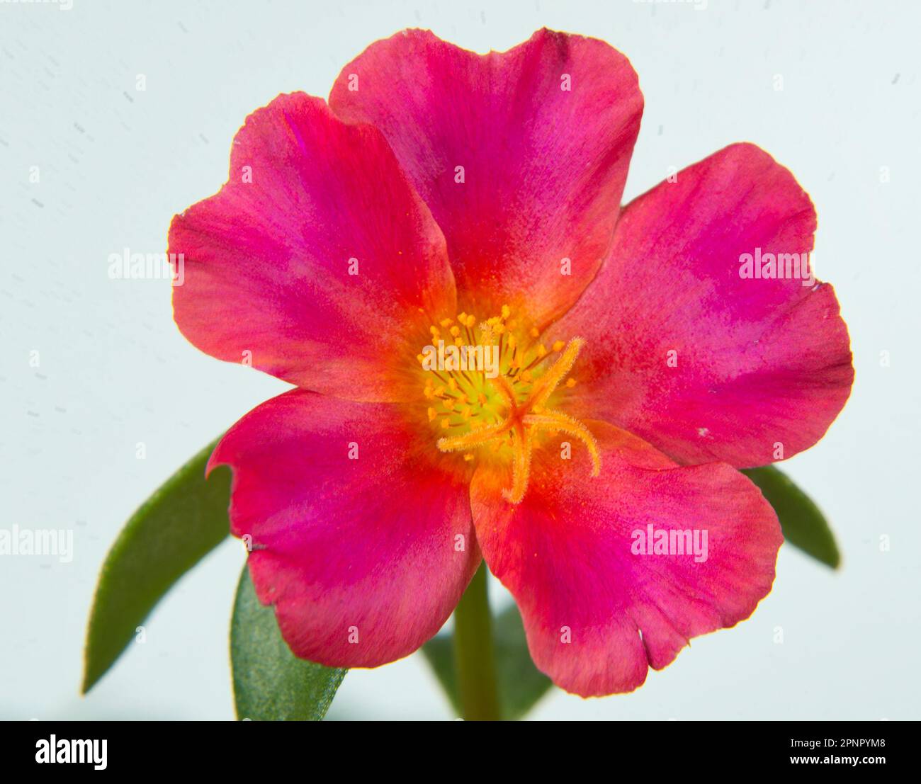 Single moss rose plant (Portulaca olceracea) Mega Pazzaz Dark Pink ...