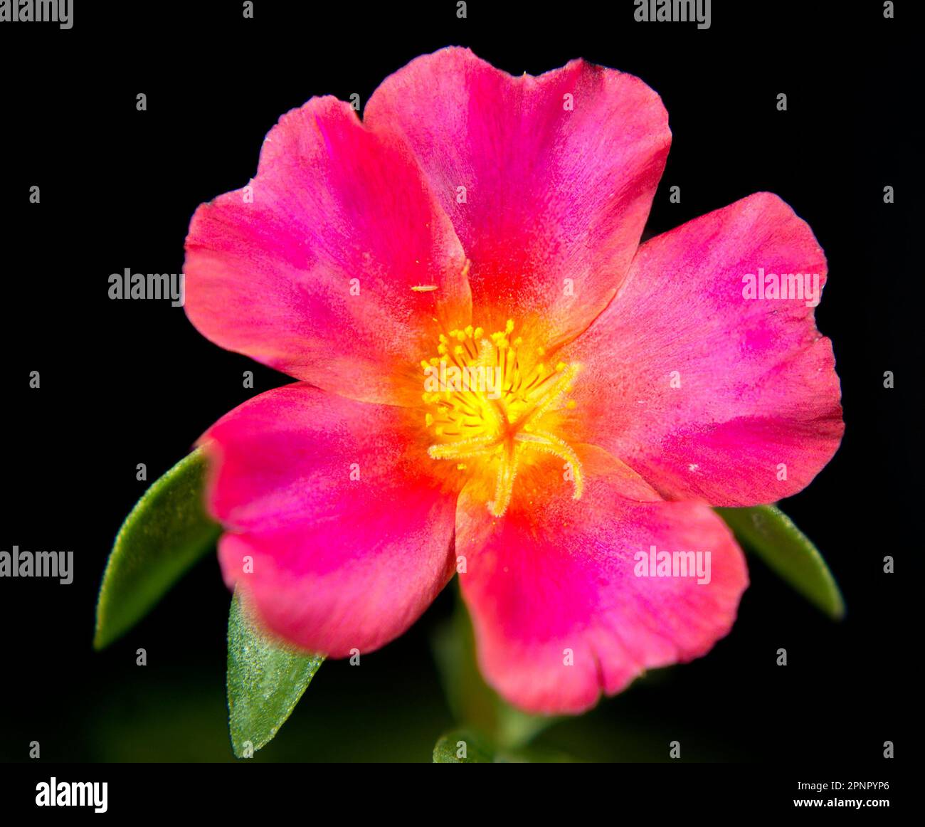 Moss rose plant hi-res stock photography and images - Alamy