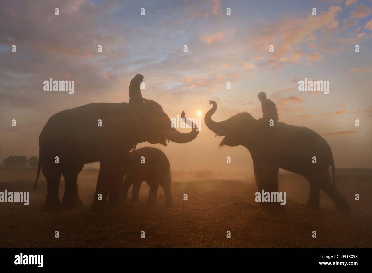 Two Elephants Silhouette