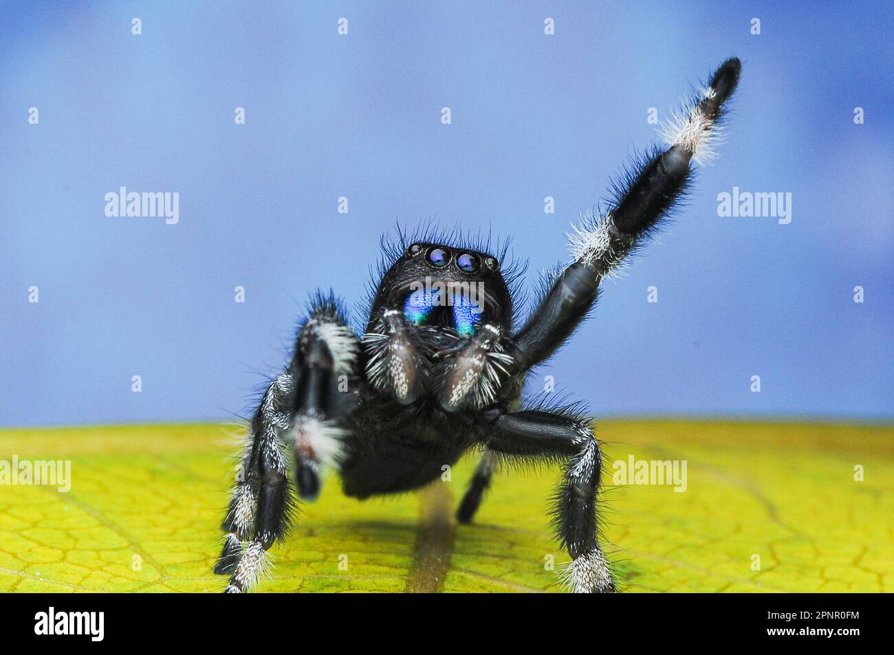 Spider up close hi-res stock photography and images - Alamy