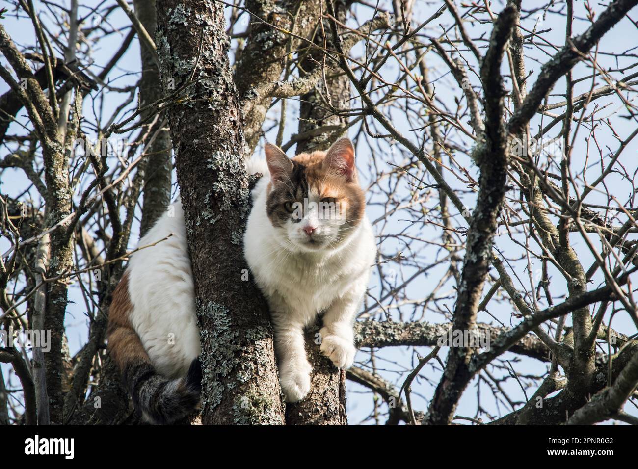 Cat climbed among tree branches on sky background Stock Photo - Alamy