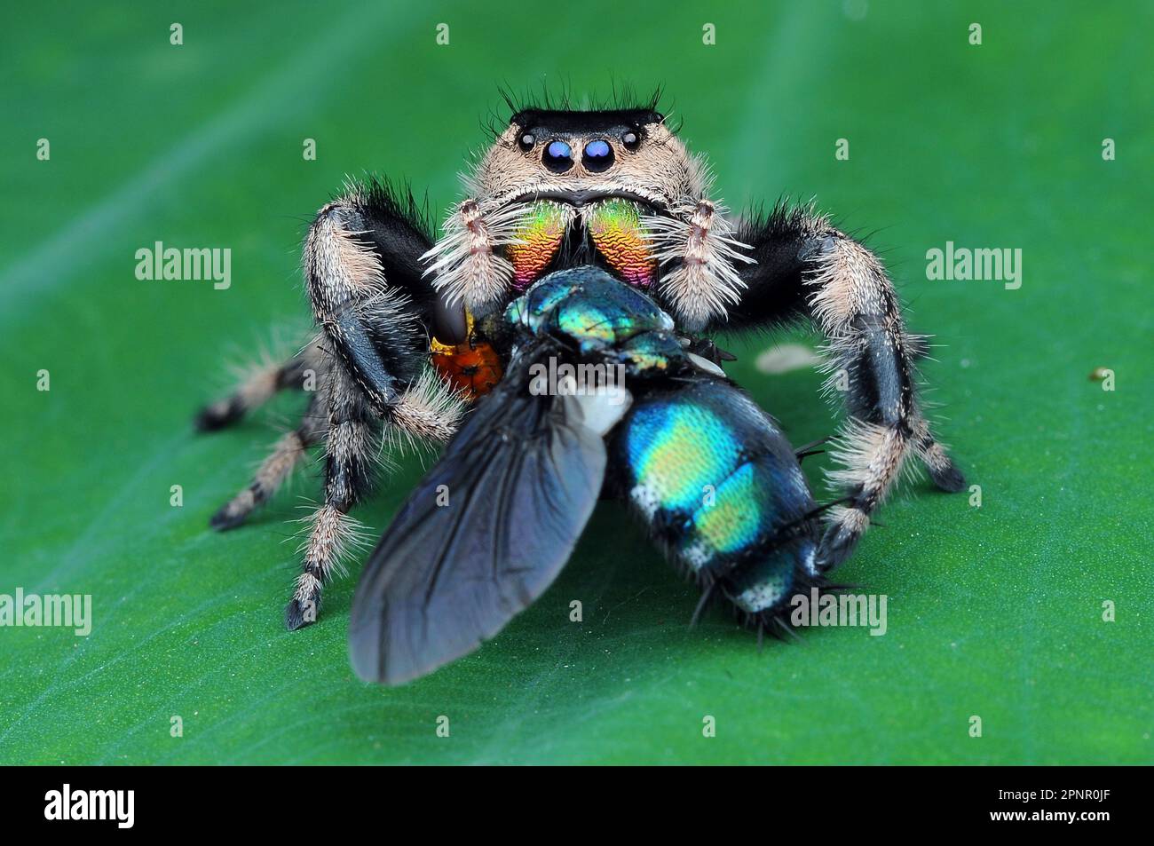 Phidippus Regius