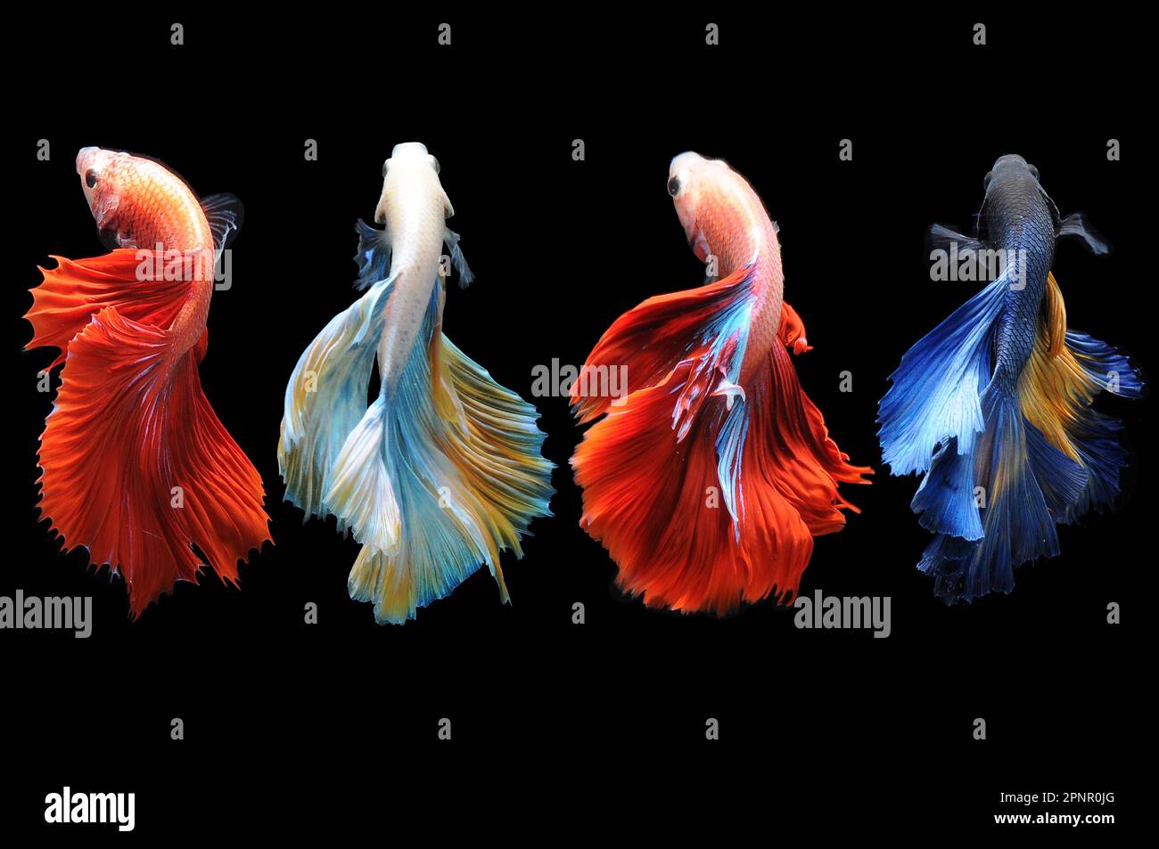 Rear view of four betta fish swimming side by side against a black ...